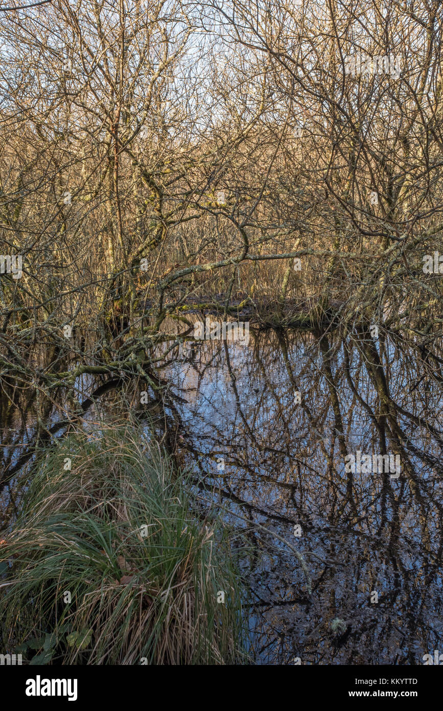 Waterlogged trees in a temperate climate swamp forest / woodland swamp ...