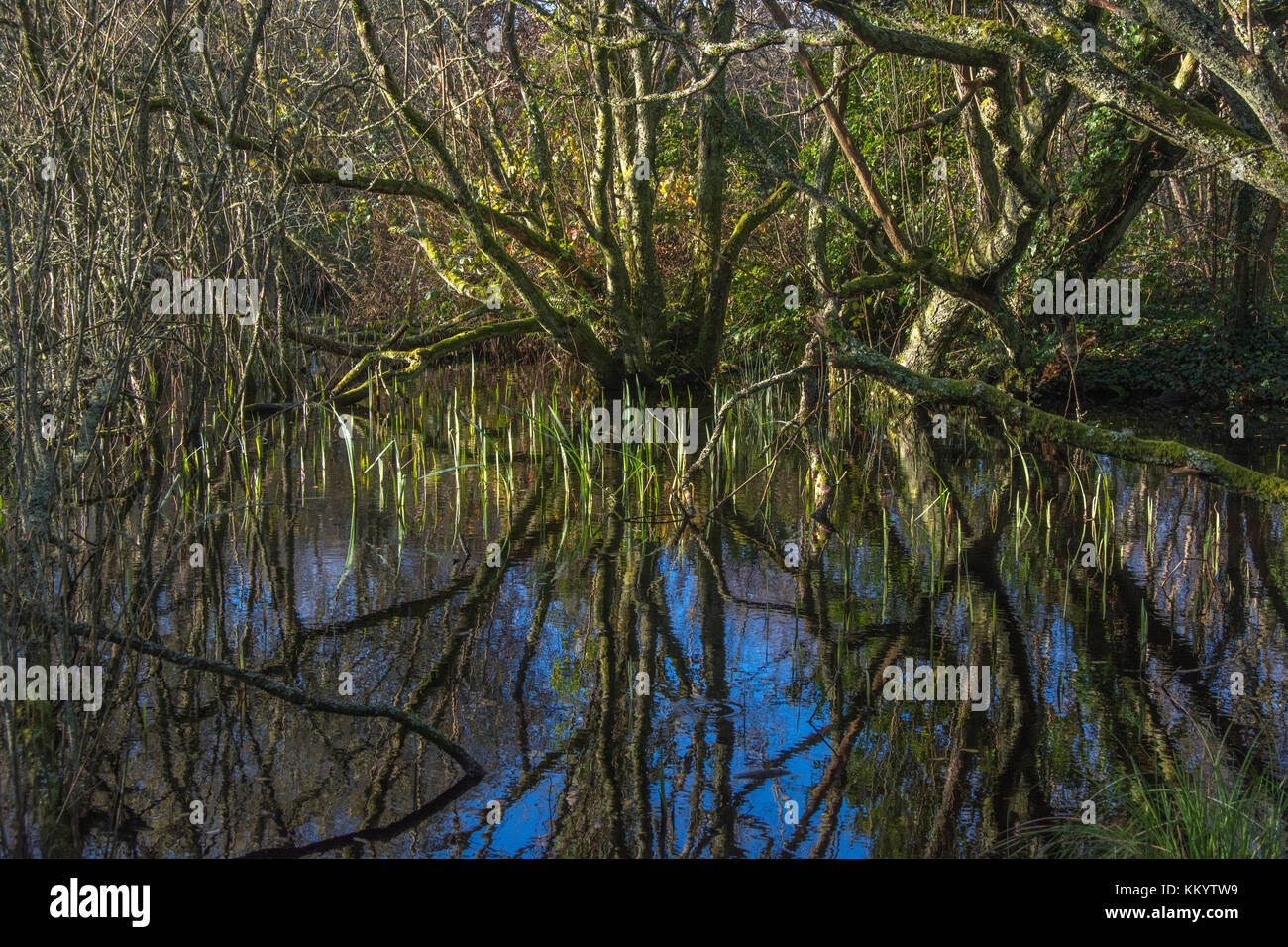 Waterlogged trees in a temperate climate swamp forest / woodland swamp ...