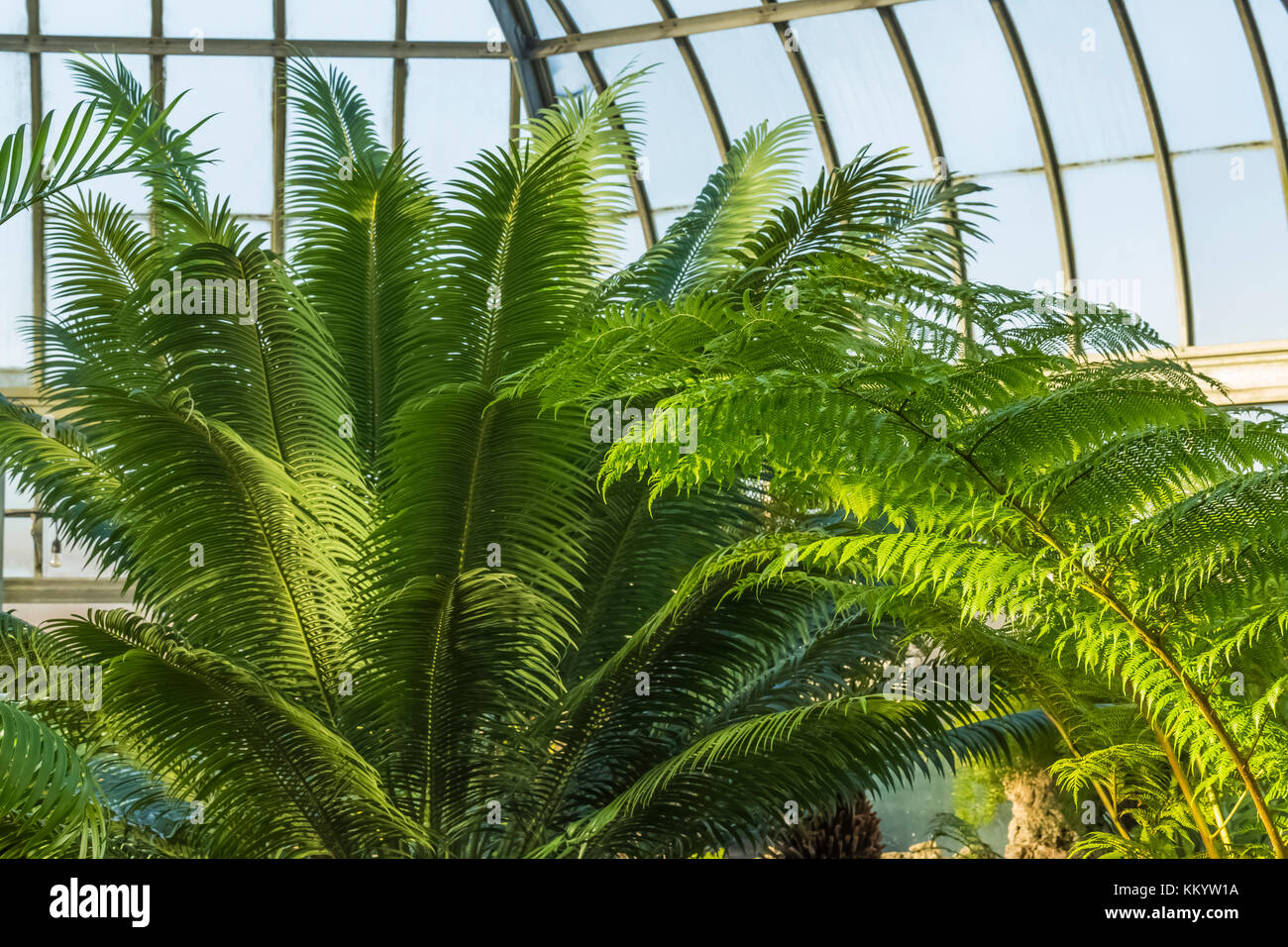 Ferns thriving in the moist climate of The Fernery within the Anna ...