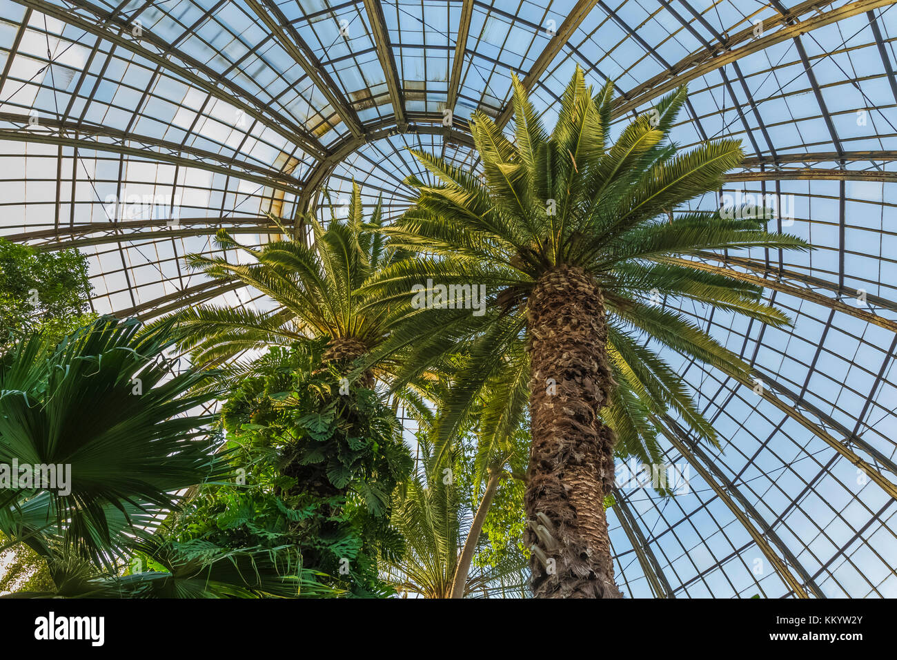 Palm Trees in Tropical House within the Anna Scripps Whitcomb ...