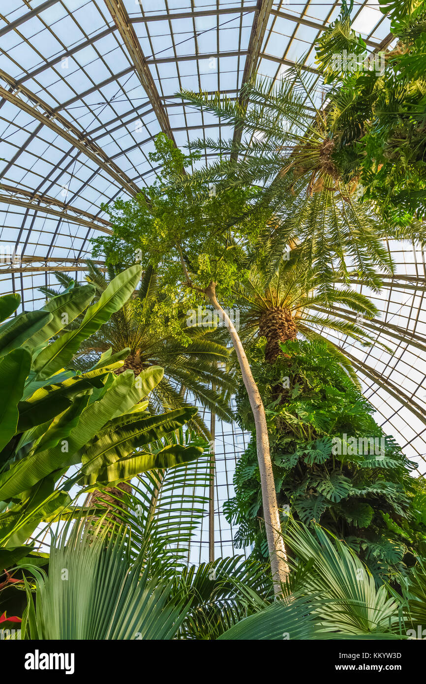 Palm Trees in Tropical House within the Anna Scripps Whitcomb ...