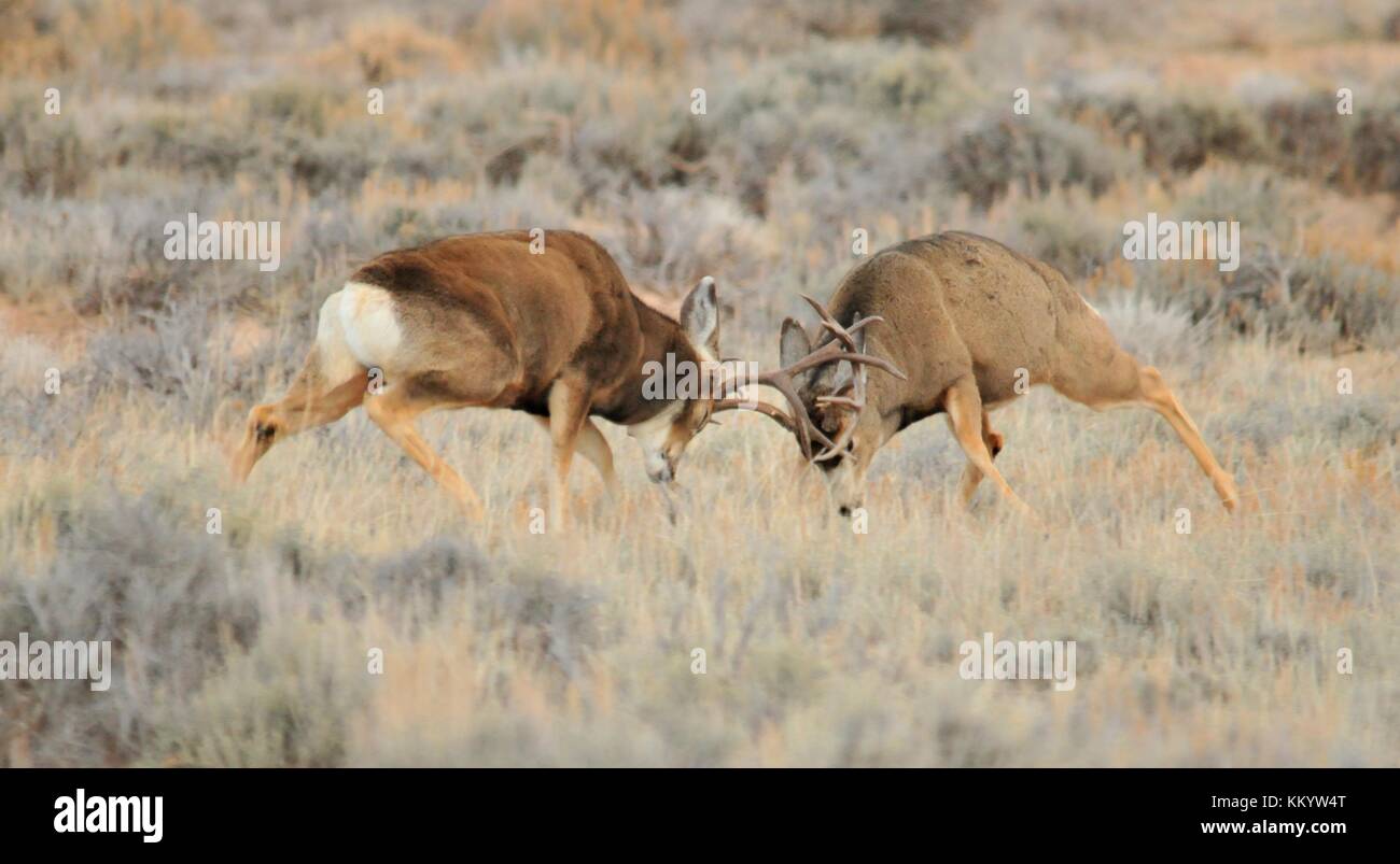 Two mule deer bucks fight with their antlers at the Seedskadee National ...