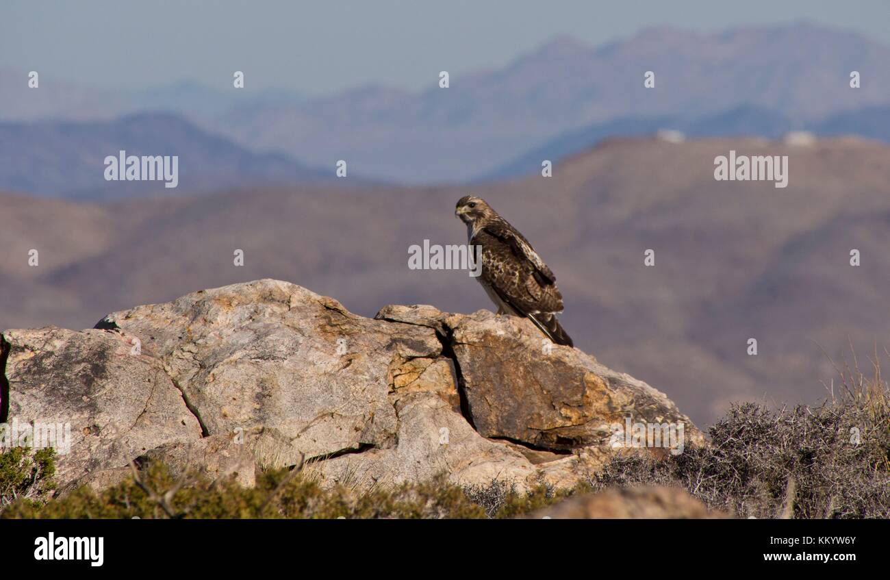 A red-tailed hawk sits on a rock at the Joshua Tree National Park ...