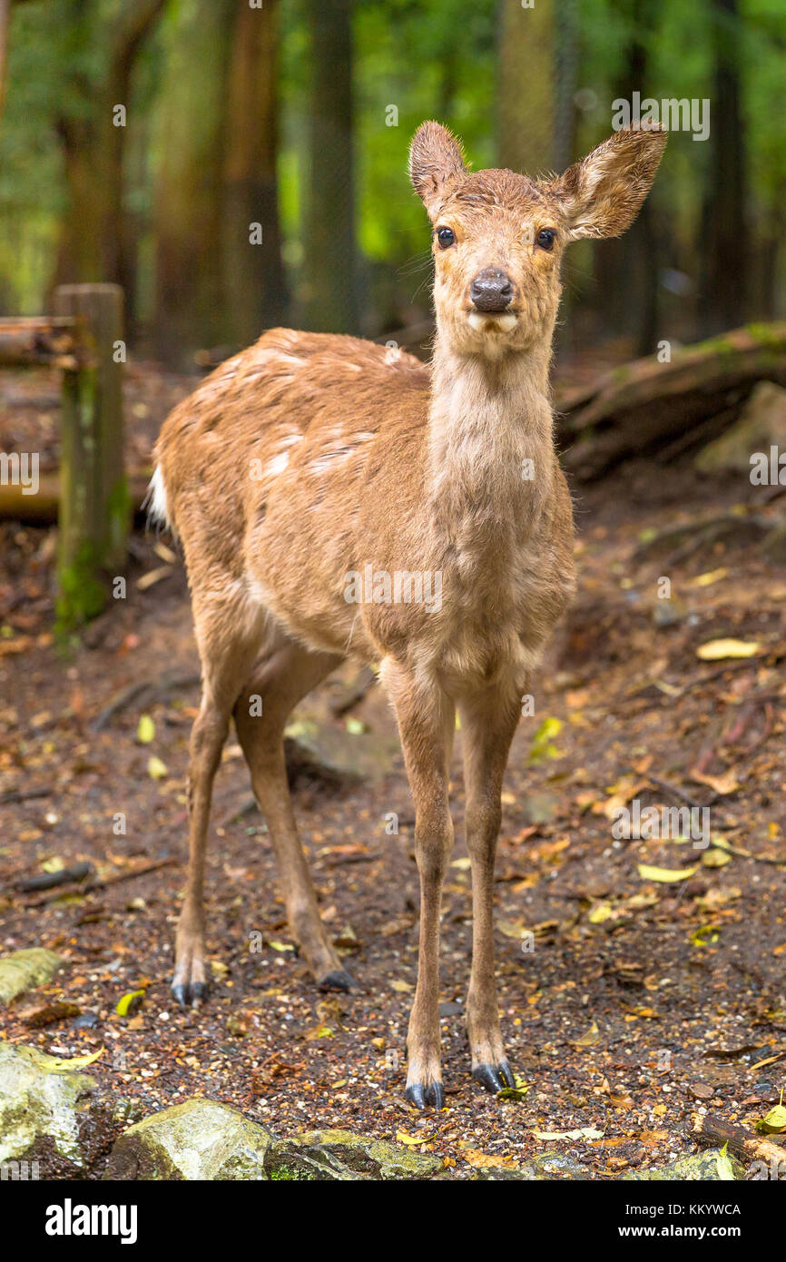 Nara wild deer Stock Photo - Alamy