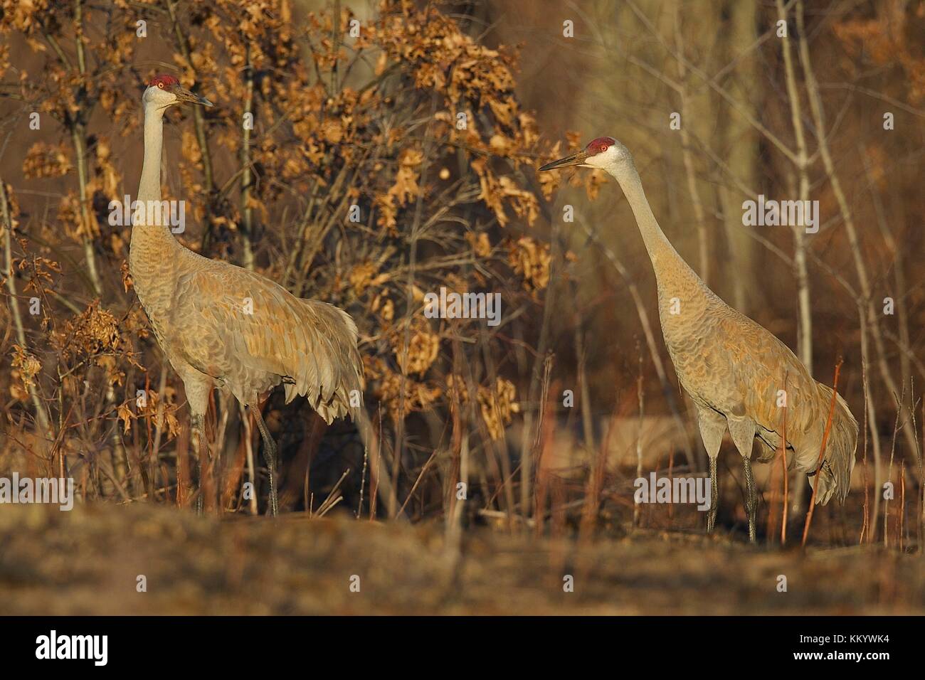 A pair of sandhill cranes at the Sherburne National Wildlife Refuge ...