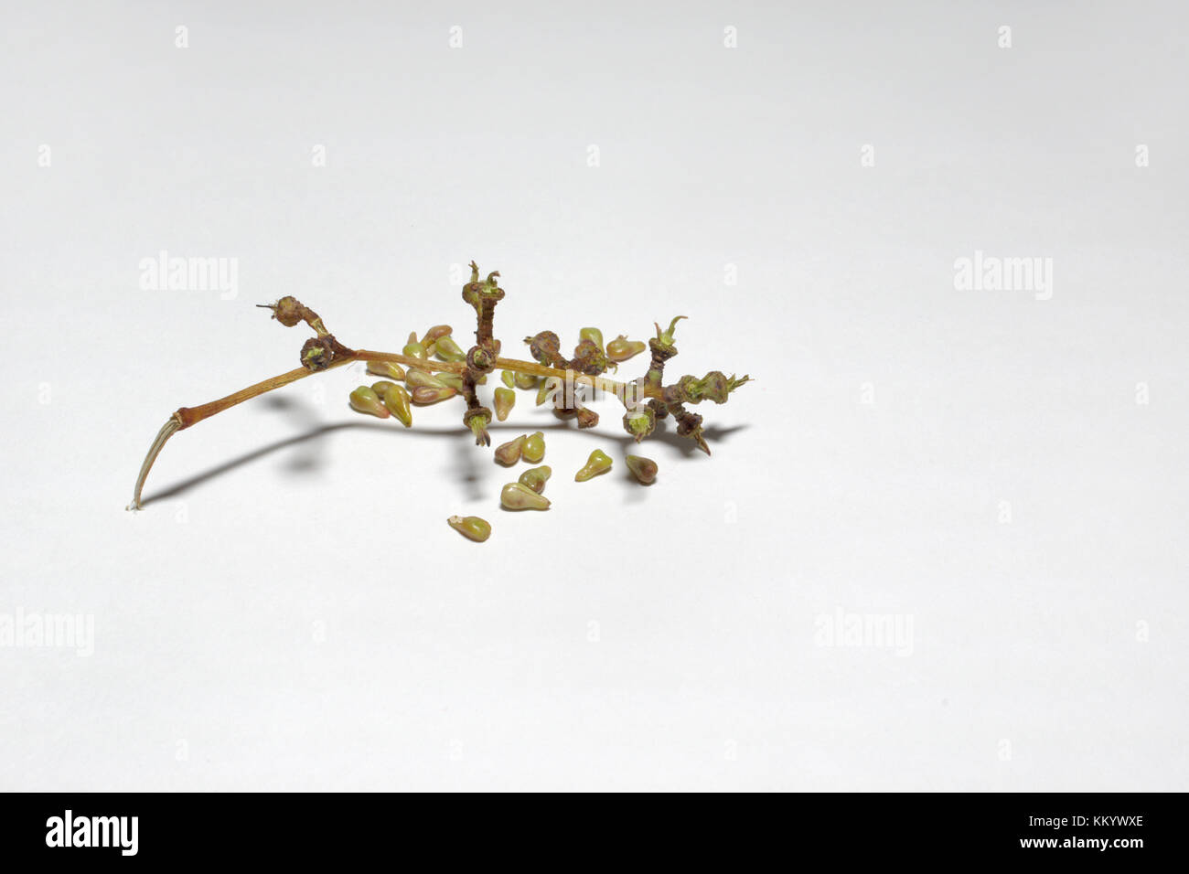 Eaten bunch of grapes. The remaining stems and seeds Stock Photo - Alamy