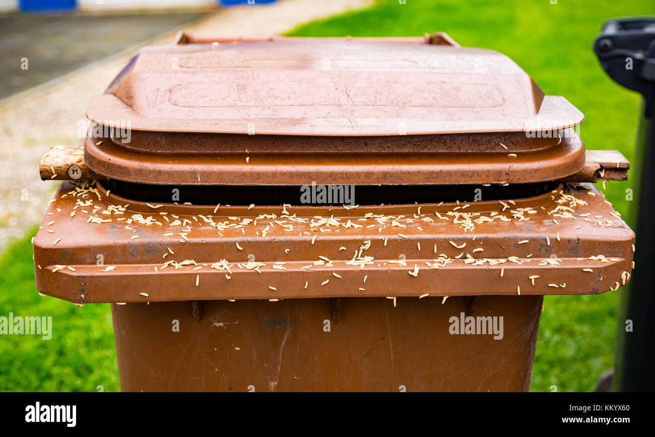 Maggots meat hi-res stock photography and images - Alamy