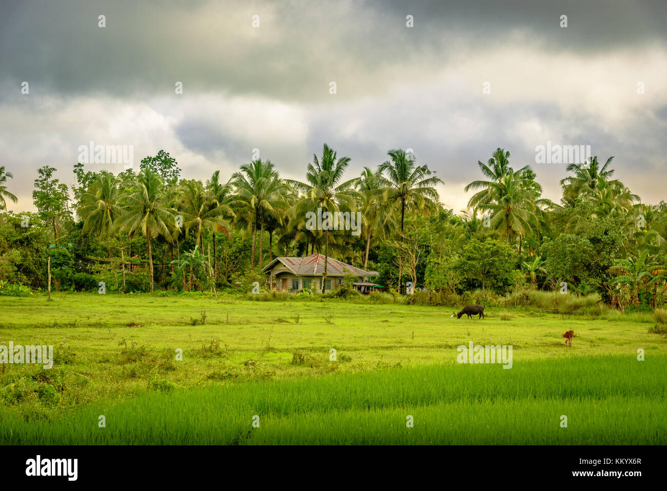View of the countryside in Bohol, Philippines with a house and animals ...