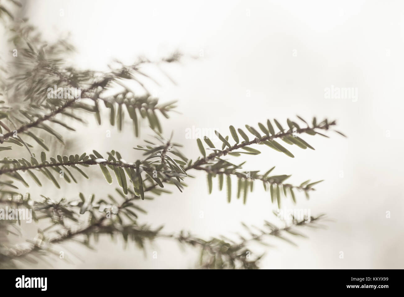Hemlock branch hi-res stock photography and images - Alamy