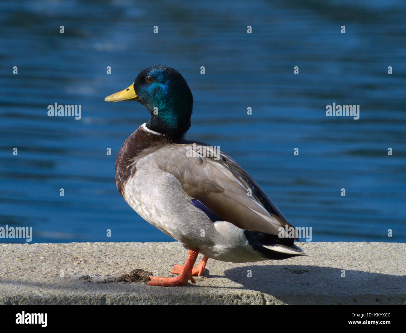 Mallard Ducks on a lake Stock Photo - Alamy