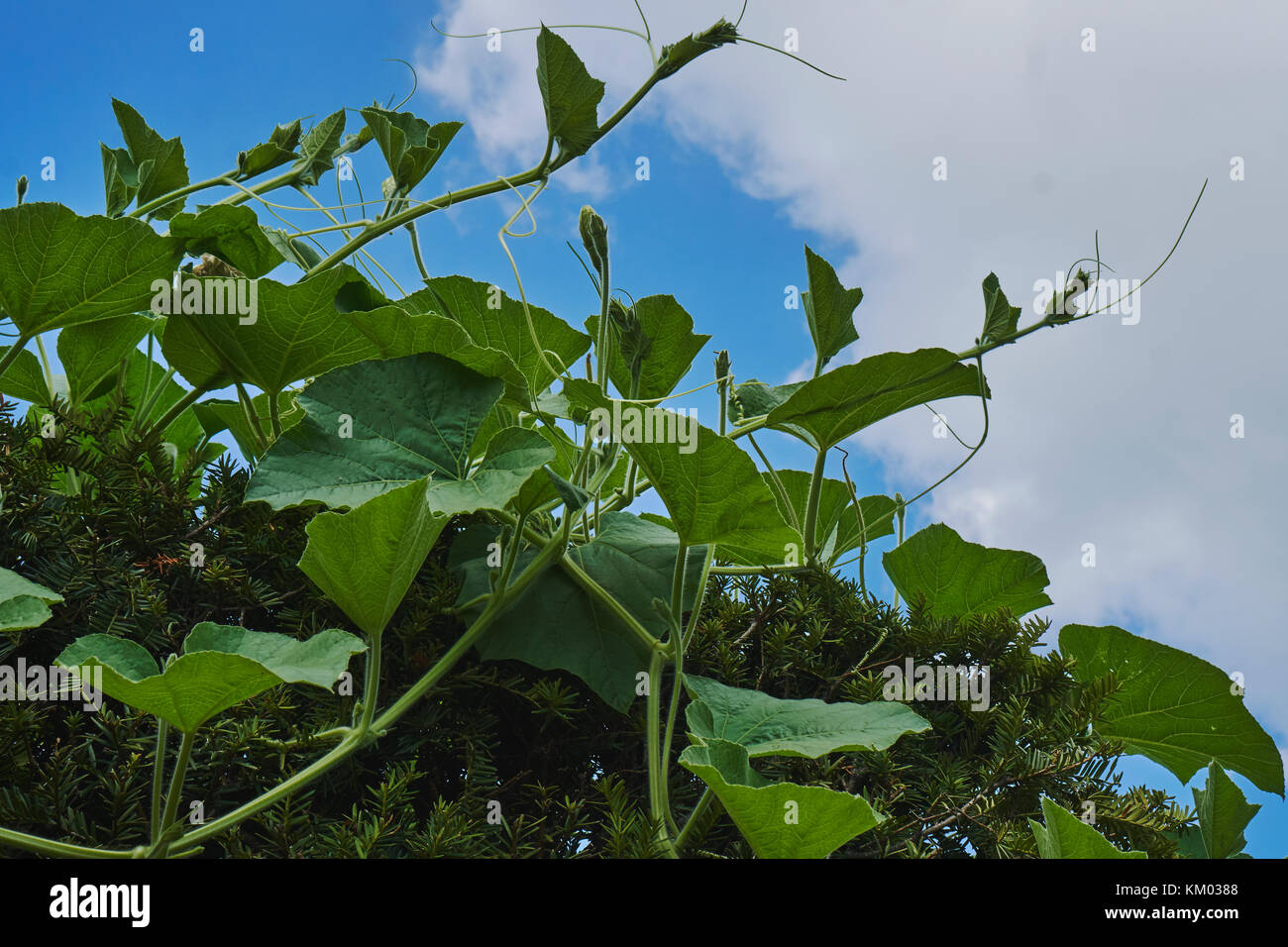 Looking up at through green leaves and vines at blue sky with white ...