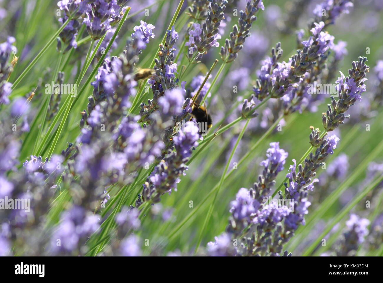The lavender gardens, london hi-res stock photography and images - Alamy