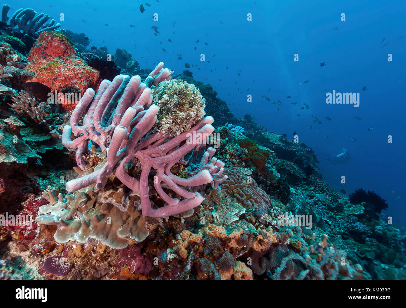 Tube sponge (Haliclona Fascigera) with feather star,Nusa Lembongan,Bali ...