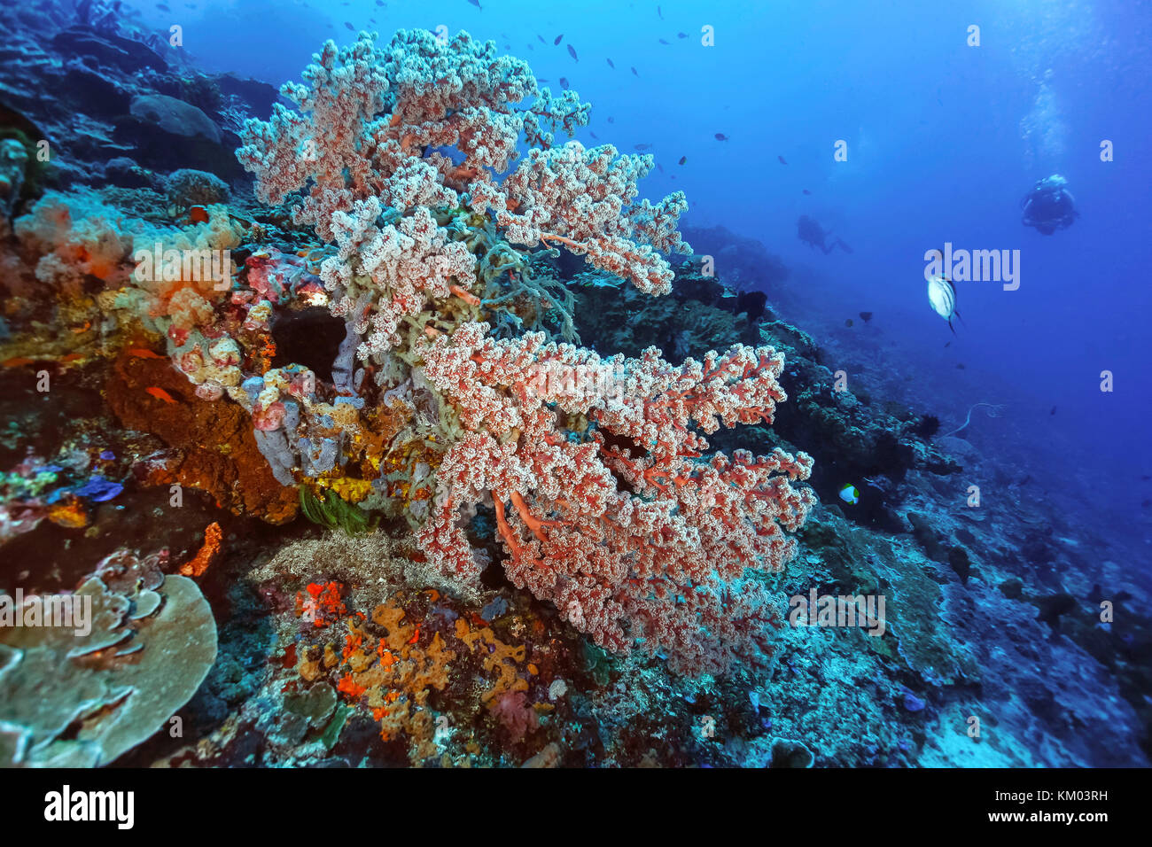 Red Nephtheidae (Nephthea),Nusa Lembongan,Bali,Indonesia Stock Photo ...