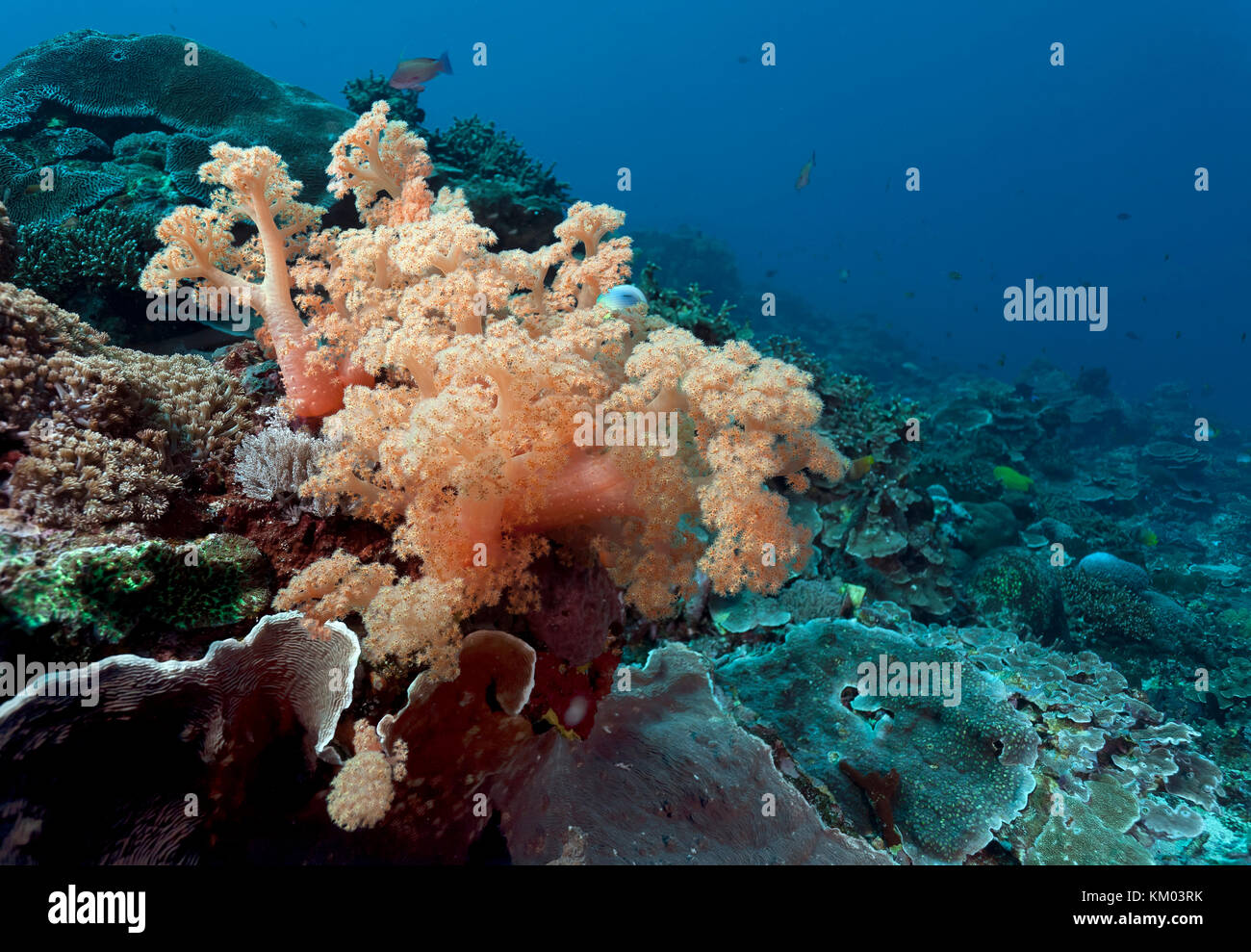 Orange tree coral (Scleronephthya),Nusa Lembongan,Bali,Indonesia Stock ...