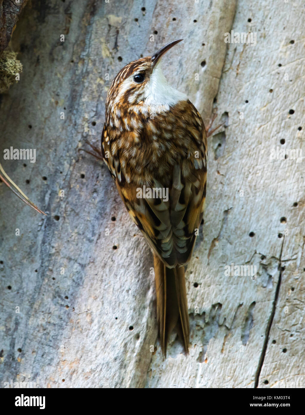 Tree Creeper bringing in food to nest Stock Photo - Alamy