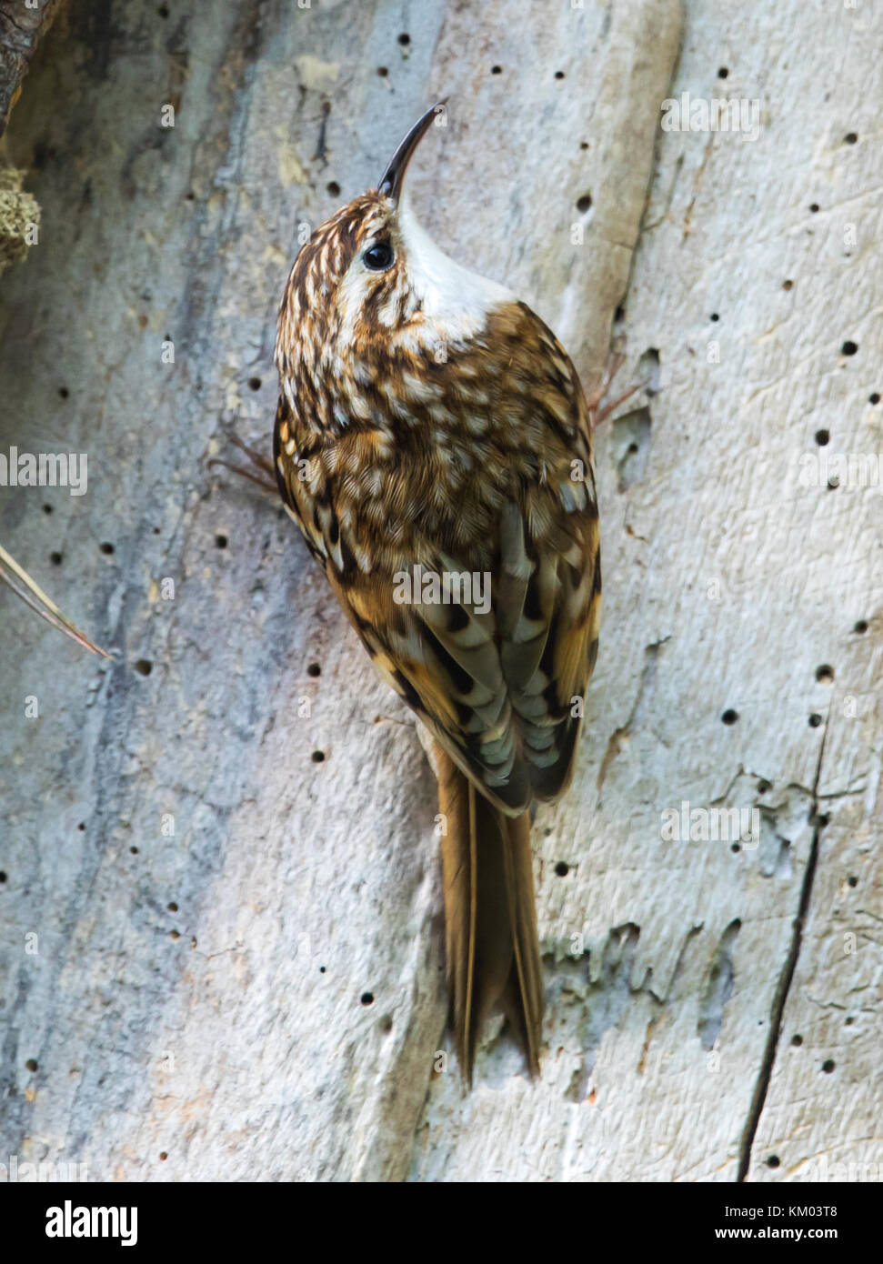 Tree Creeper bringing in food to nest Stock Photo - Alamy