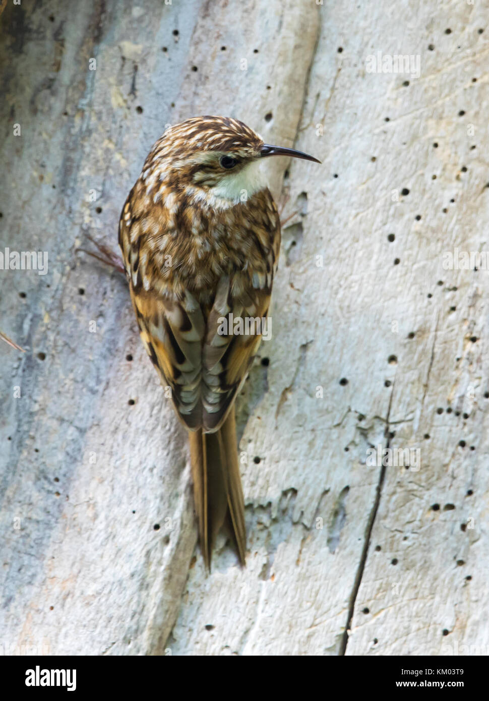 Tree Creeper bringing in food to nest Stock Photo - Alamy