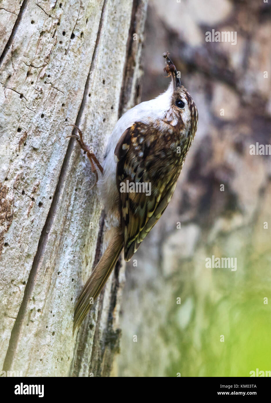 Tree Creeper bringing in food to nest Stock Photo - Alamy