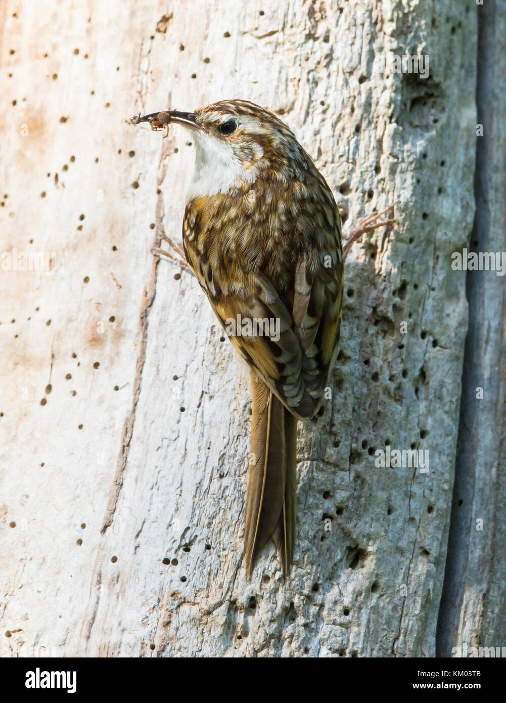 Tree Creeper bringing in food to nest Stock Photo - Alamy