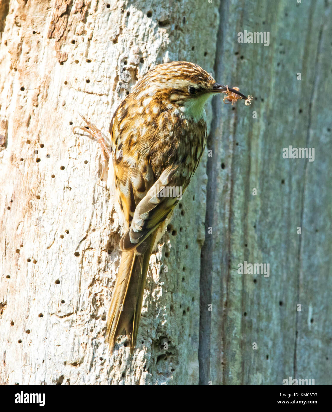 Tree Creeper bringing in food to nest Stock Photo - Alamy