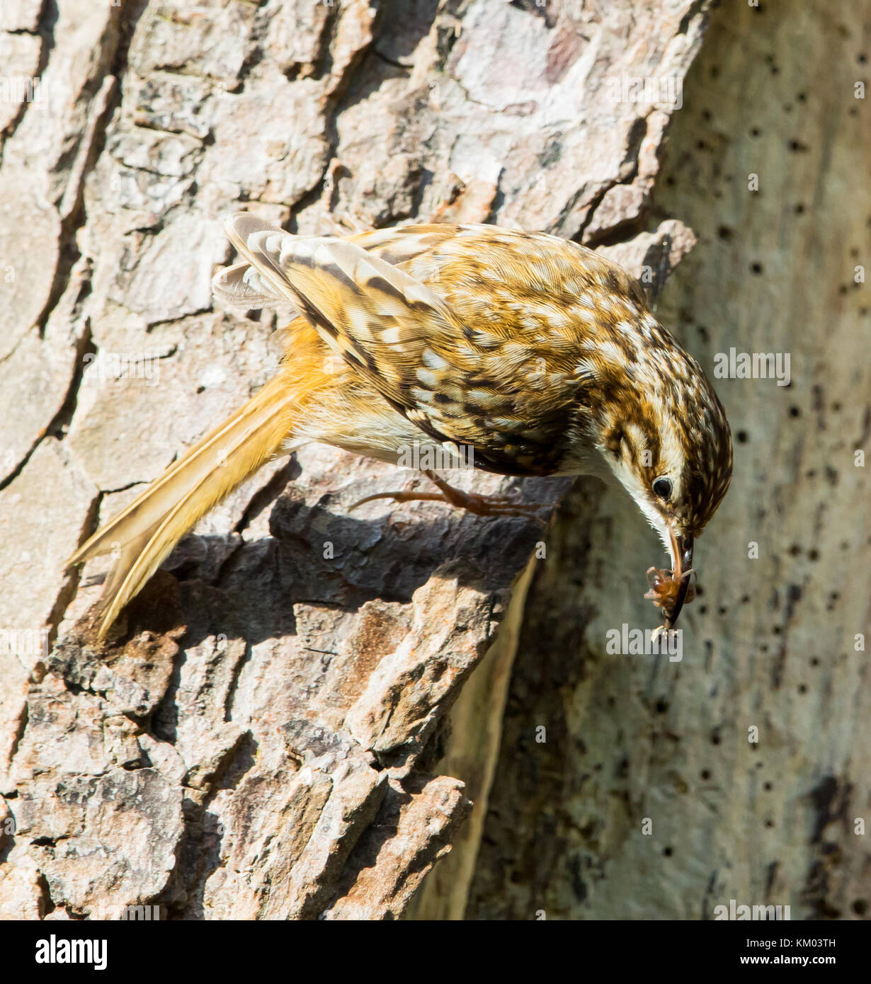 Tree Creeper bringing in food to nest Stock Photo - Alamy