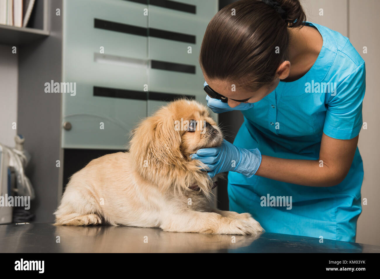Dog examination ear at vet ambulance. Healthy dog under medical exam ...