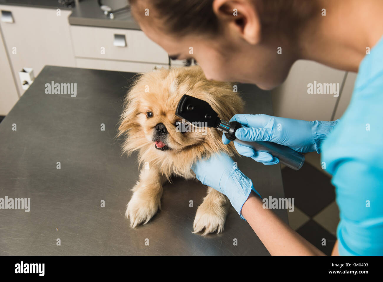 Healthy dog under medical exam. Veterinarian examines the eye of a dog ...