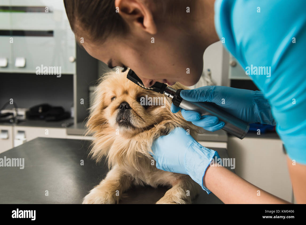 Vet examining eye hi-res stock photography and images - Alamy
