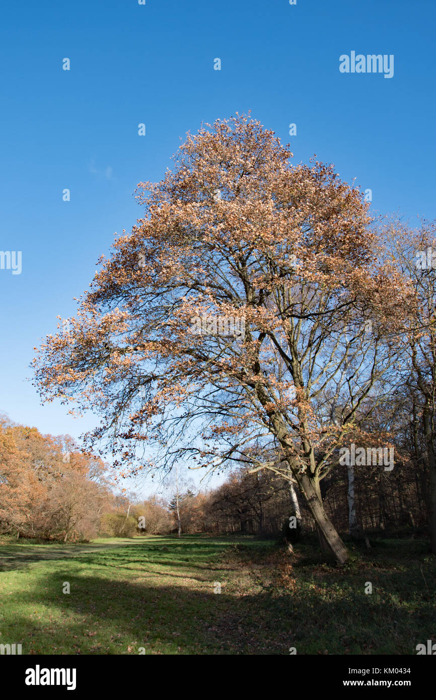 Specimen oak tree quercus robur hi-res stock photography and images - Alamy