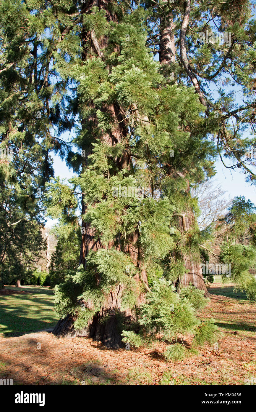 Giant redwoods at Langley Park Country Park, Buckinghamshire, England ...