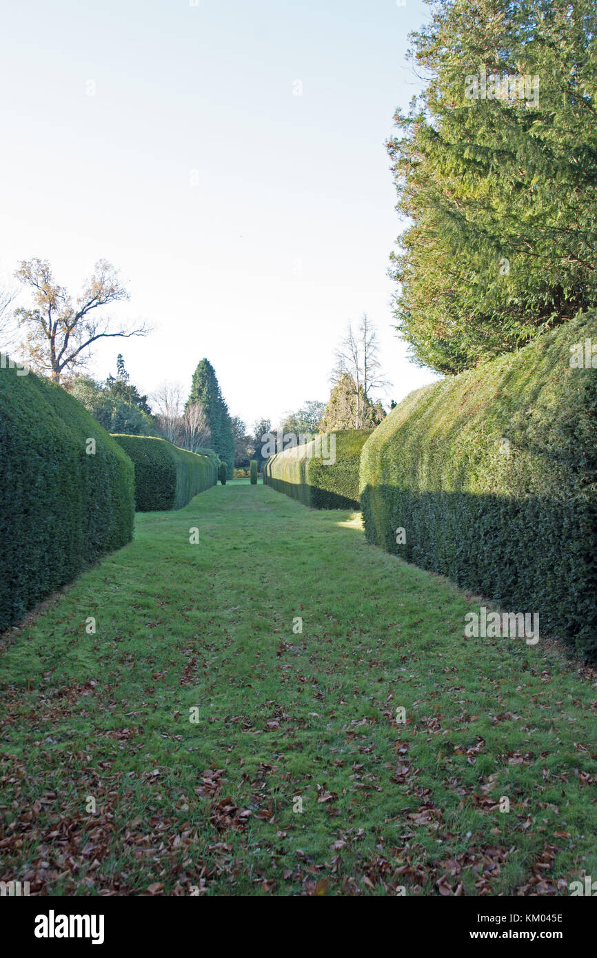 Clipped English Yew hedging, Taxus baccata Stock Photo - Alamy