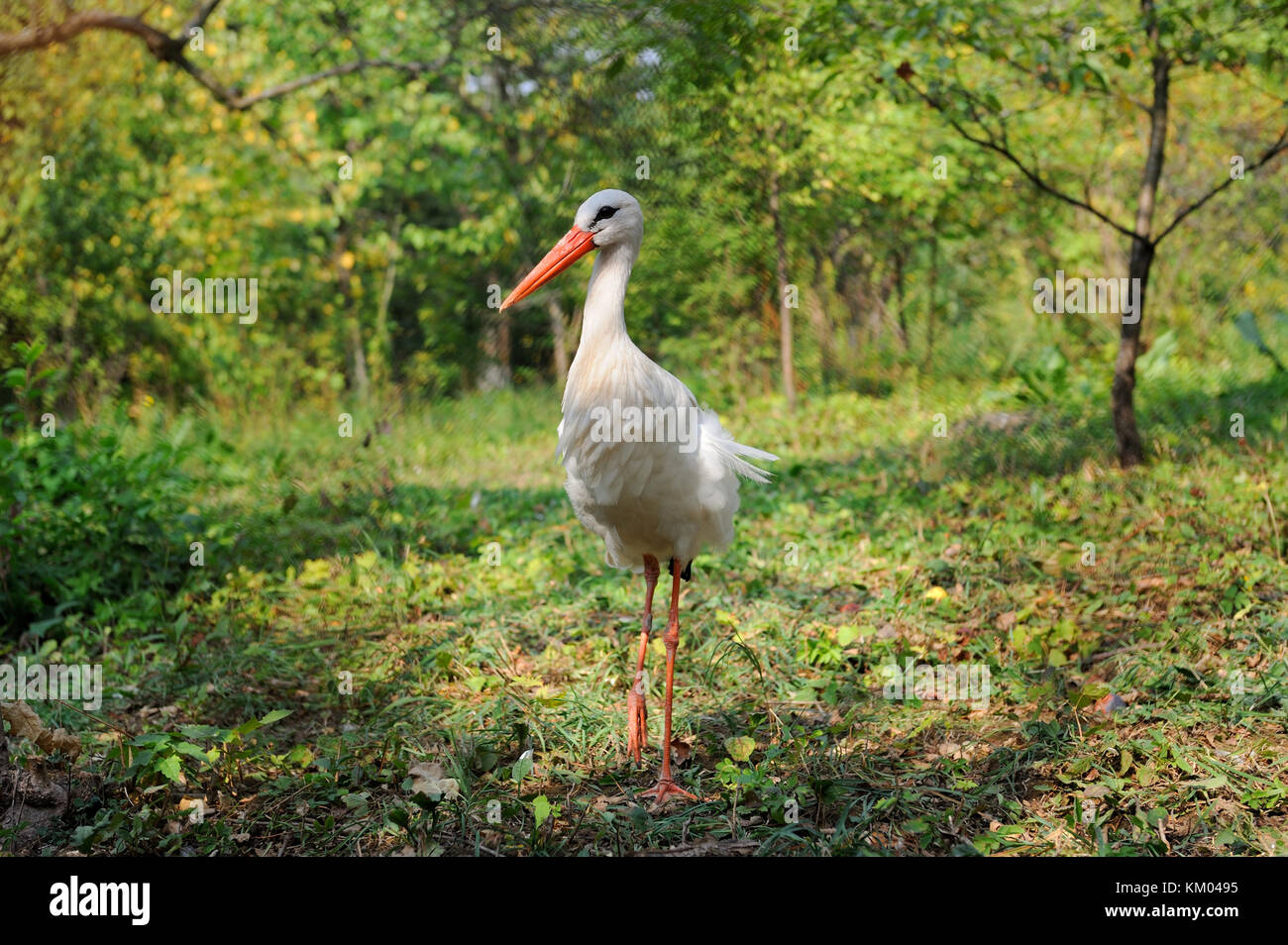 White stork standing in the grass Stock Photo - Alamy