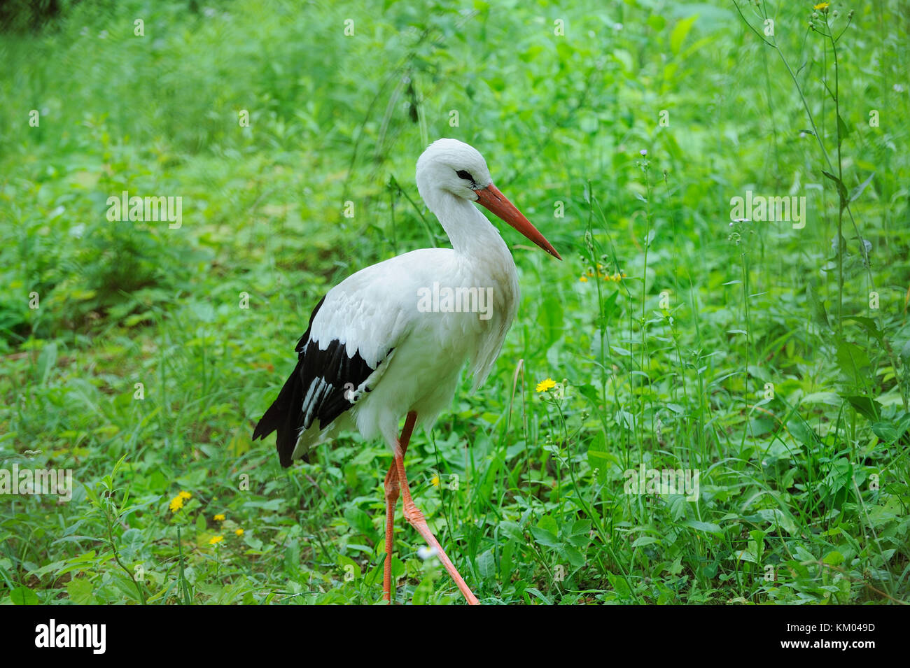 Adult stork in its natural habitat Stock Photo - Alamy