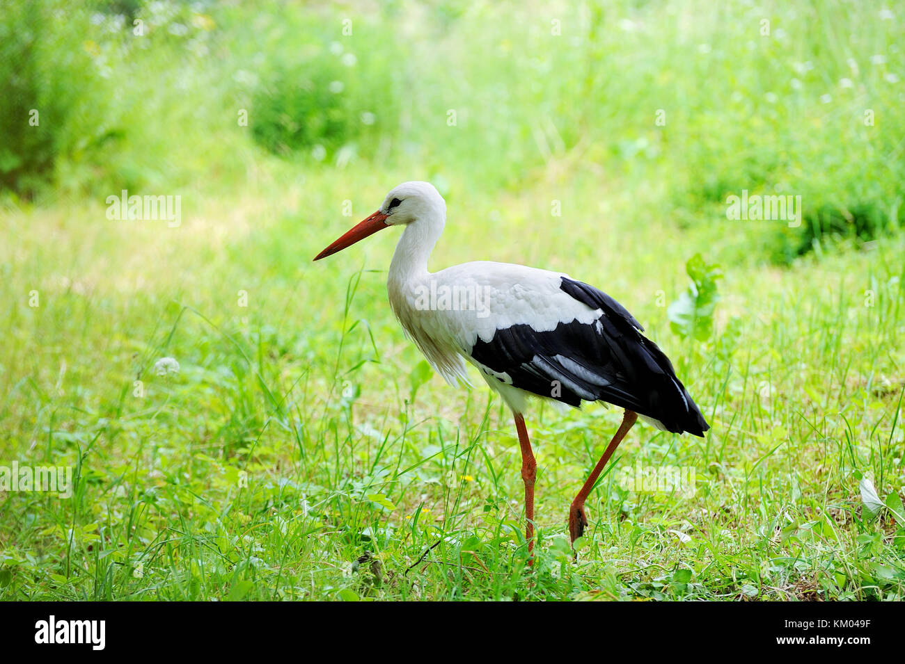 Adult stork in its natural habitat Stock Photo - Alamy