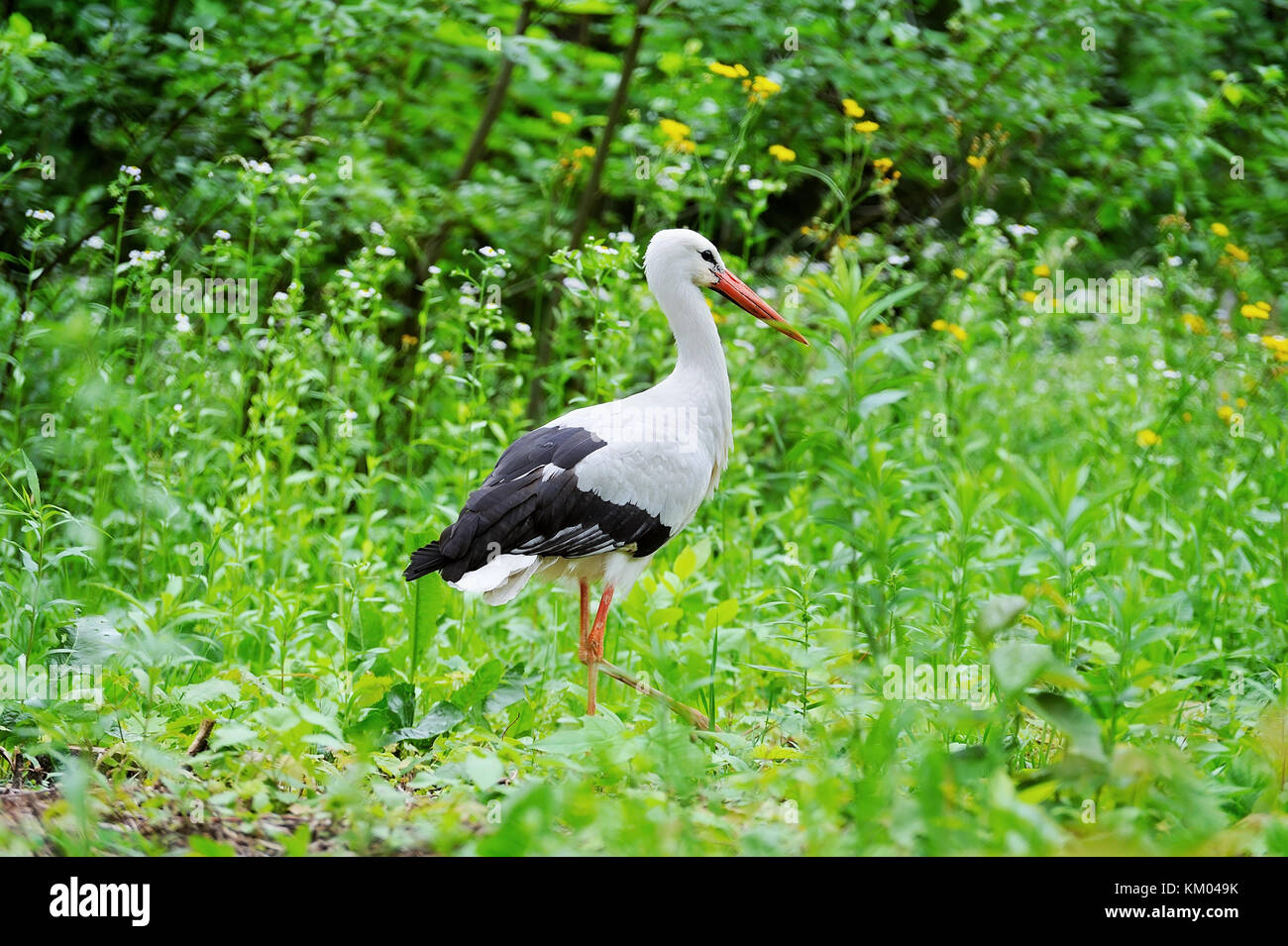 Adult stork in its natural habitat Stock Photo - Alamy