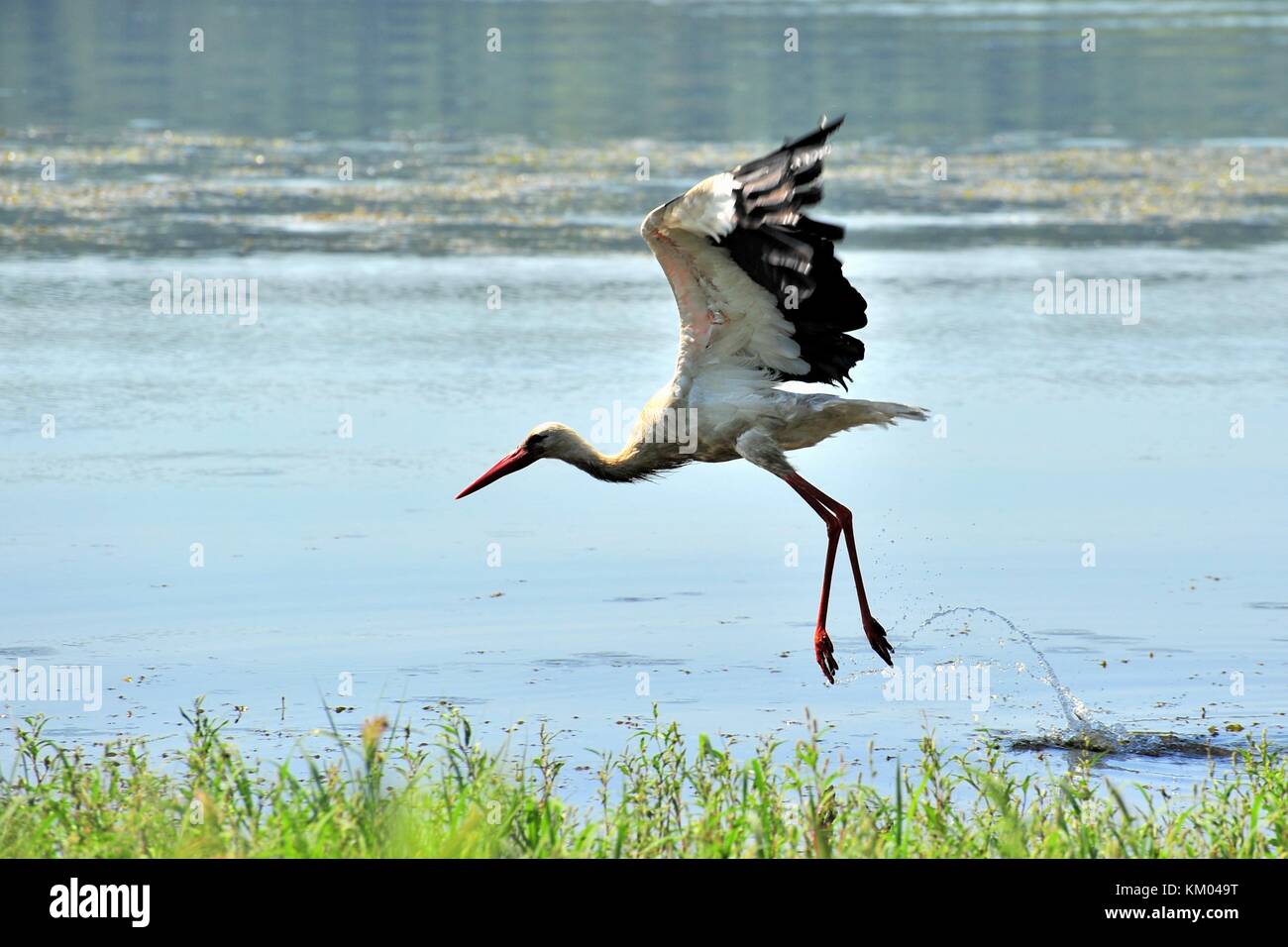 Adult stork in its natural habitat Stock Photo - Alamy