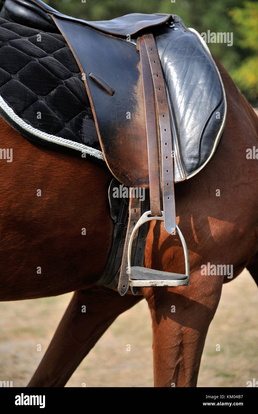 Detail of a horse saddle, horizontal shot Stock Photo - Alamy