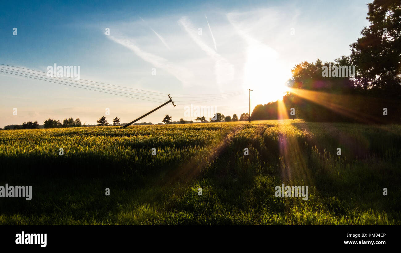 Tranquil evening rural scene of green corn field at sunset. Nostalgic ...