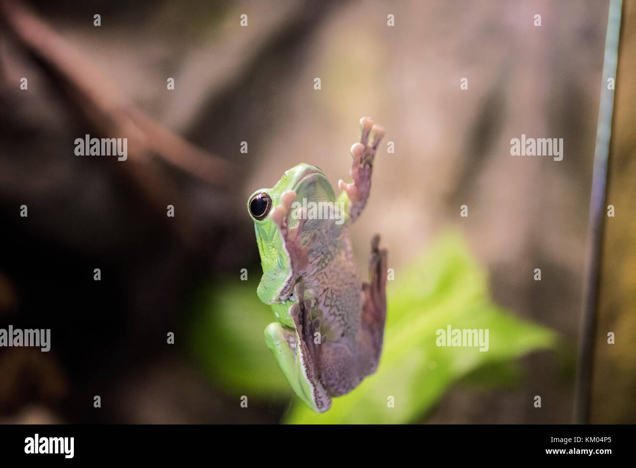 Small frog on window. Macro photo from inside Stock Photo - Alamy