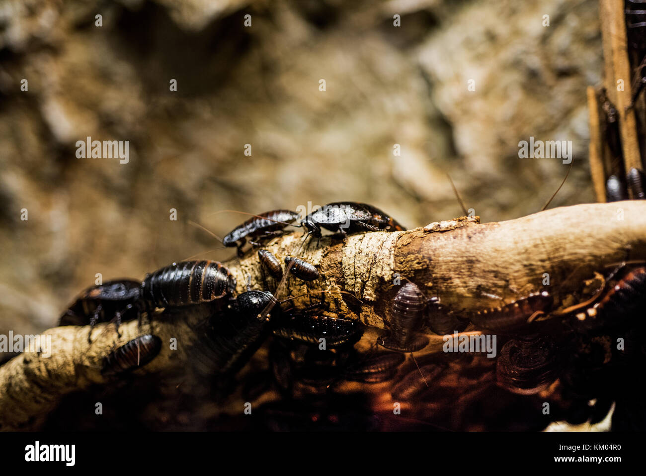 Cockroaches on trees log. Abstract macro photo Stock Photo - Alamy