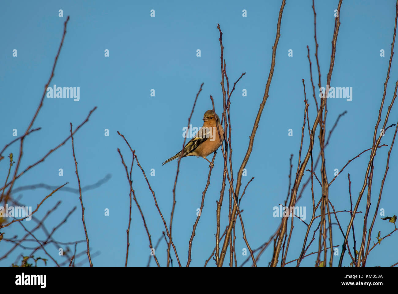 Gavin finch hi-res stock photography and images - Alamy