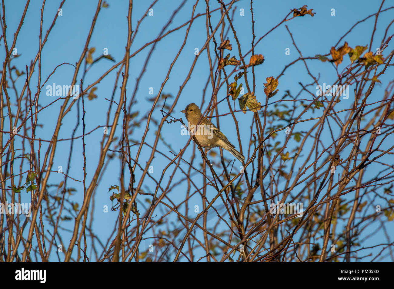 Gavin finch hi-res stock photography and images - Alamy