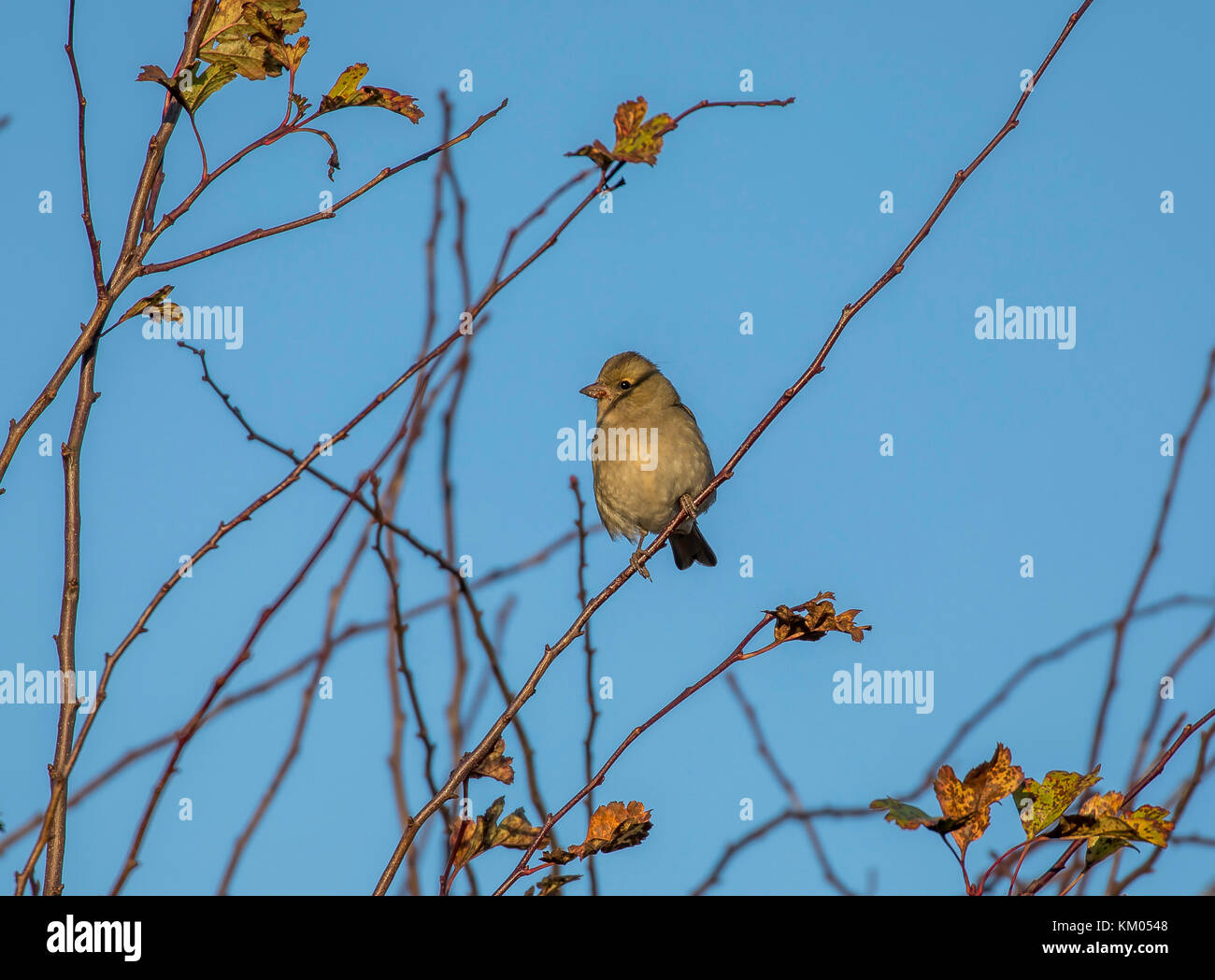 Gavin finch hi-res stock photography and images - Alamy