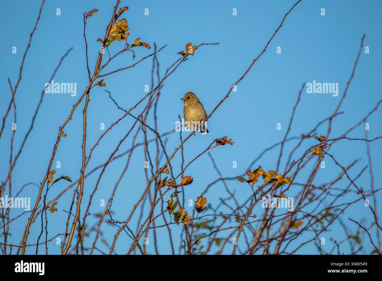 Gavin finch hi-res stock photography and images - Alamy