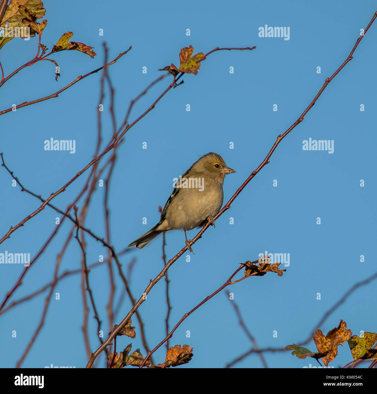 Gavin finch hi-res stock photography and images - Alamy