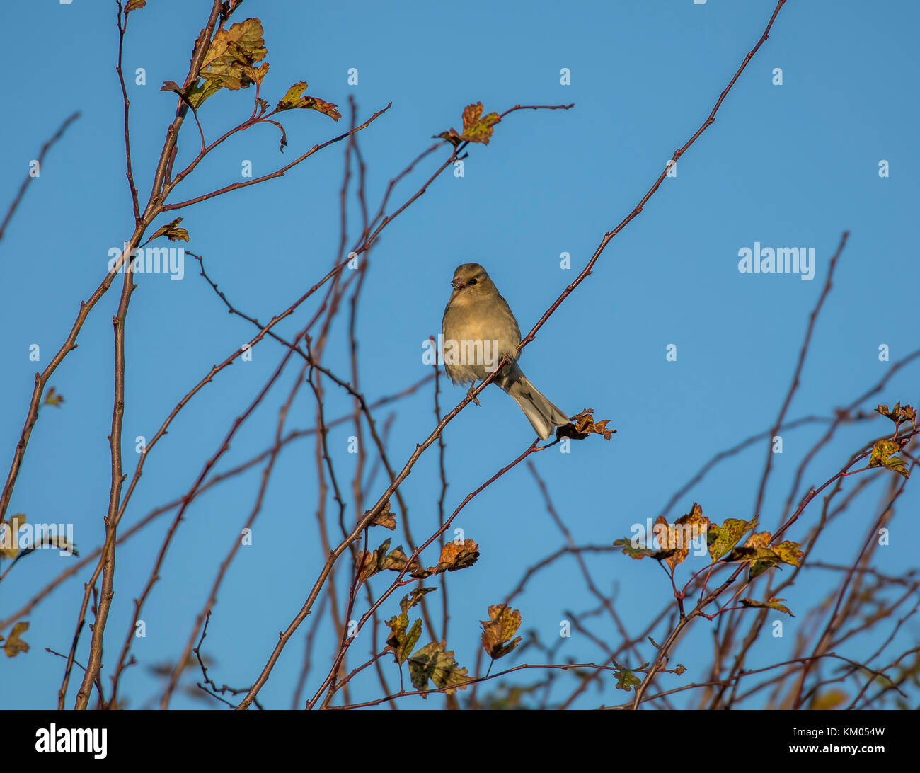 Gavin finch hi-res stock photography and images - Alamy