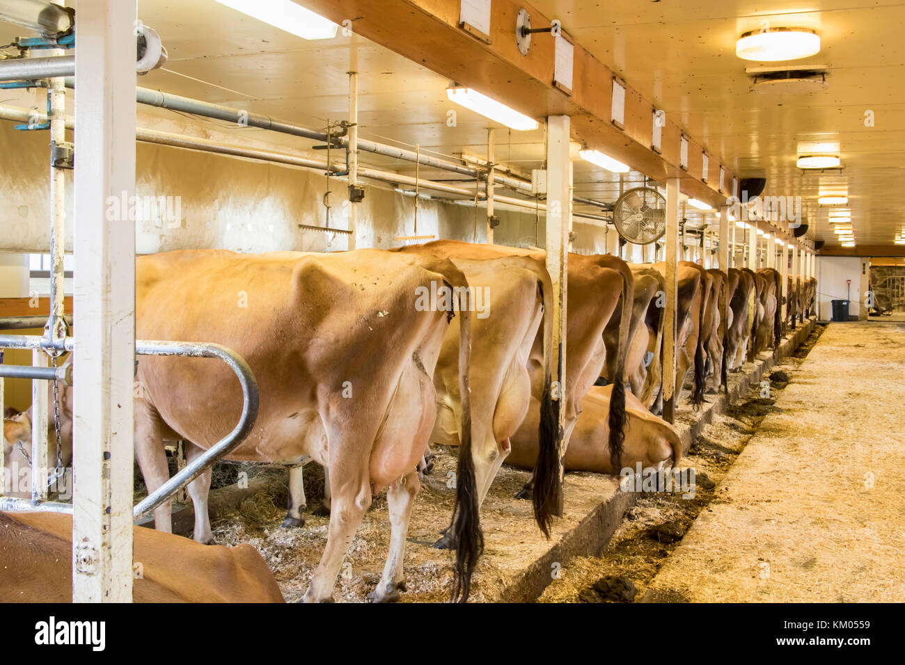 Milking stall hi-res stock photography and images - Alamy