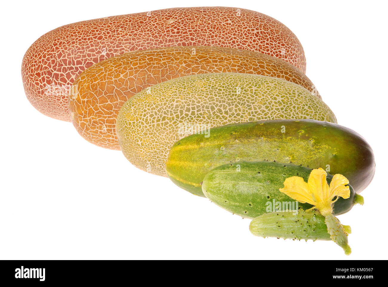 Cucumber from flowering up to ripe isolated on white background Stock ...