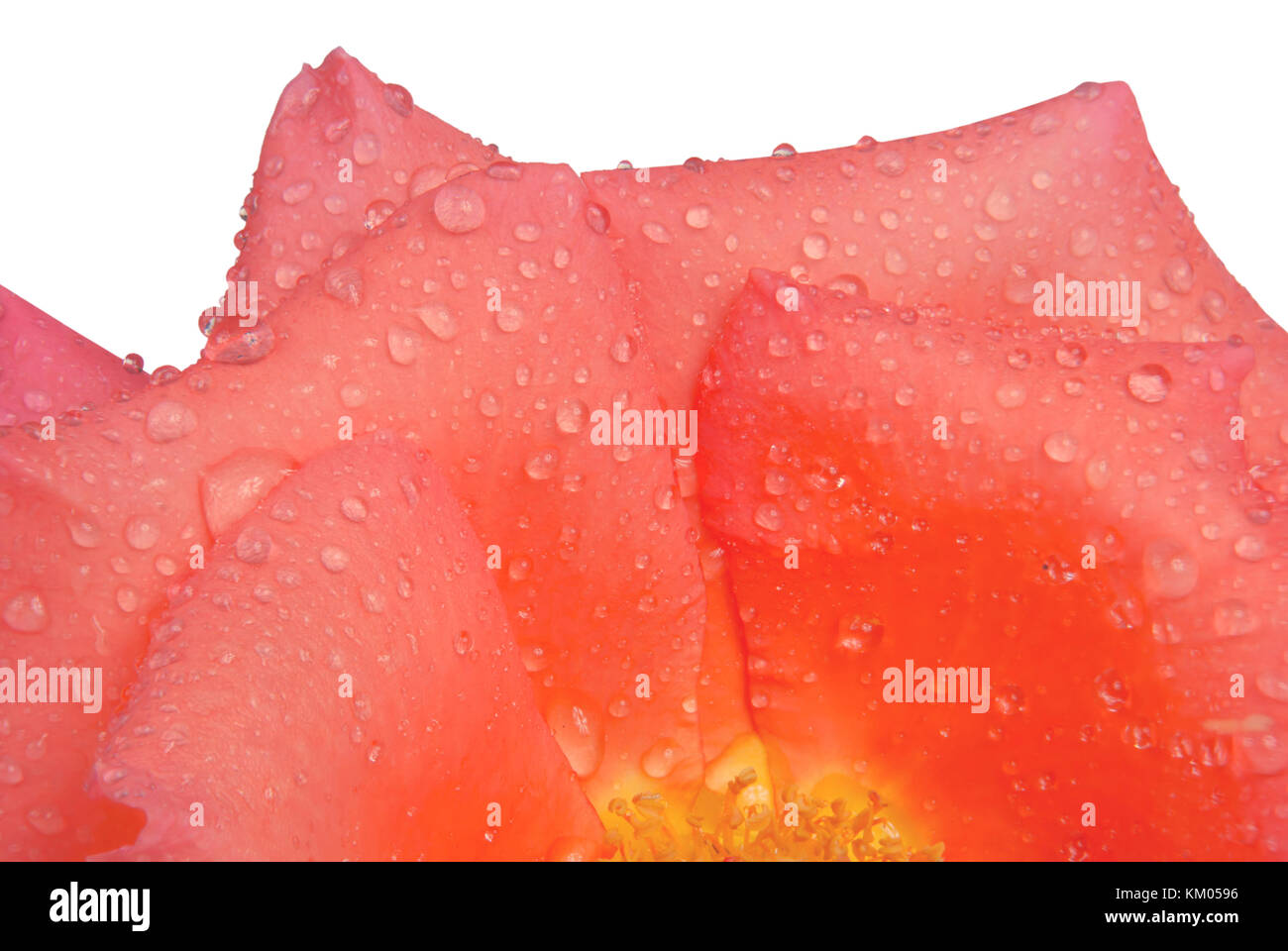 Rose petal droplets - macro of water droplets on a pink rose petal ...
